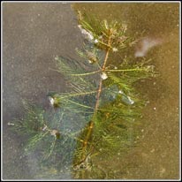 Irish Wildflowers - Spiked Water-milfoil, Myriophyllum spicatum