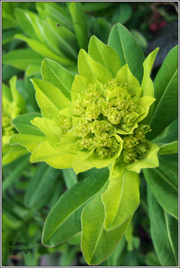 Irish Wildflowers - Irish Spurge