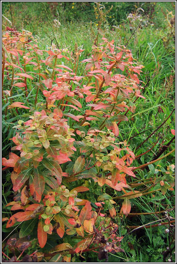 Irish Wildflowers - Irish Spurge