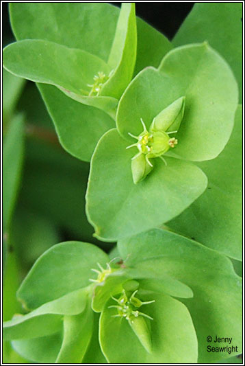 Irish Wildflowers - Petty Spurge