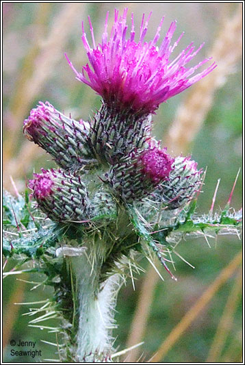 Irish Wildflowers - Marsh Thistle