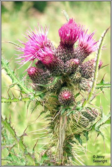 Irish Wildflowers - Marsh Thistle
