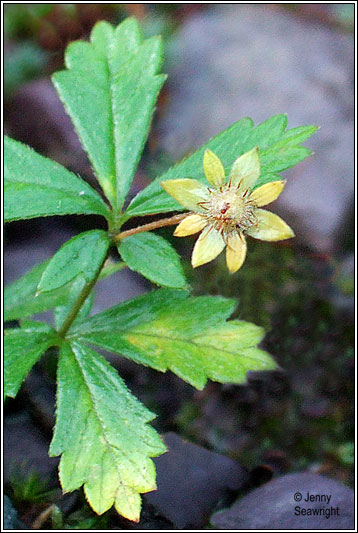 Irish Wildflowers - Tormentil