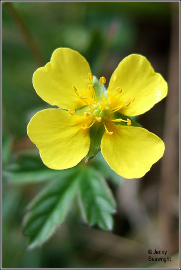 Irish Wildflowers - Tormentil