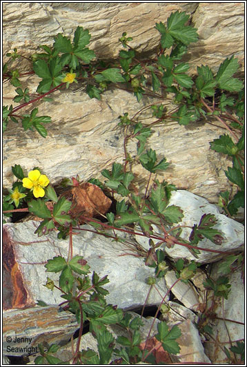 Irish Wildflowers - Trailing Tormentil