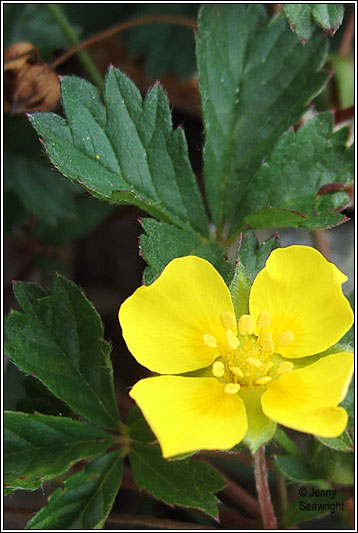 Irish Wildflowers - Trailing Tormentil