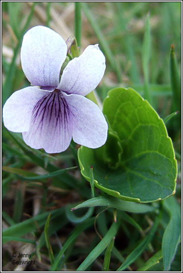 Irish Wildflowers - Marsh Violet