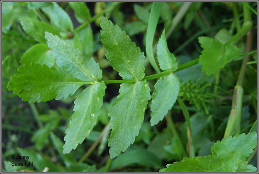 Irish Wildflowers - Fools Water-cress