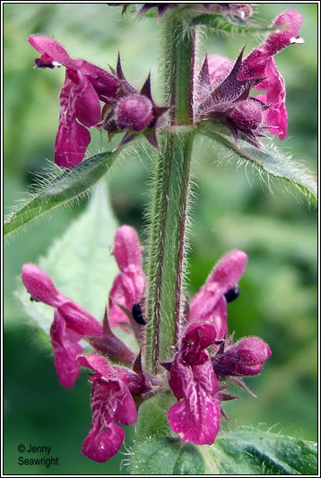 Irish Wildflowers - Hedge Woundwort
