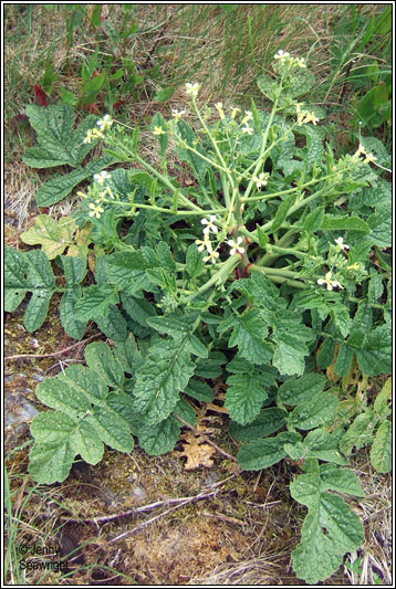 Irish Wildflowers - Sea Radish