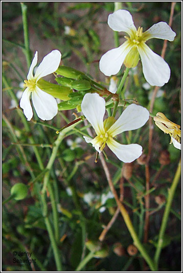 Irish Wildflowers - Sea Radish