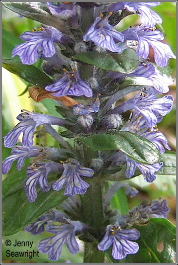 Irish Wildflowers - Bugle