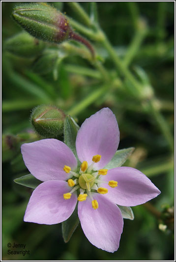 Irish Wildflowers - Greater Sea Spurrey