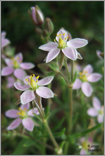 Irish Wildflowers - Greater Sea Spurrey