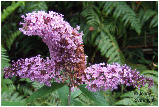Irish Wildflowers - Buddleja