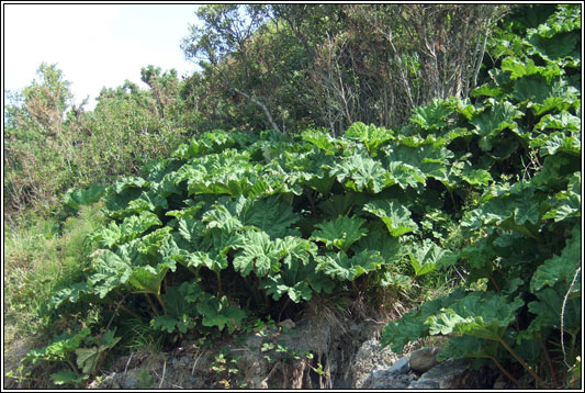 Irish Wildflowers - Giant-rhubarb