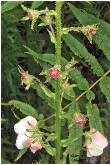 Irish Wildflowers - Moth Mullein