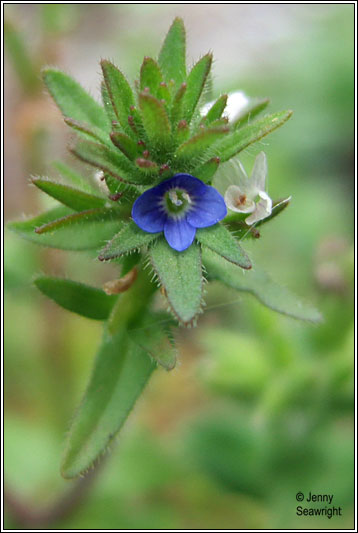 Irish Wildflowers - Wall Speedwell, Veronica arvensis