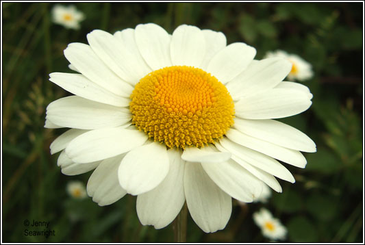 Irish Wildflowers - Ox-eye Daisy