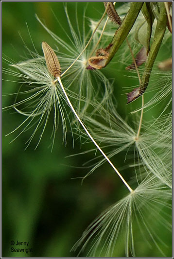 Irish Wildflowers - Dandelion
