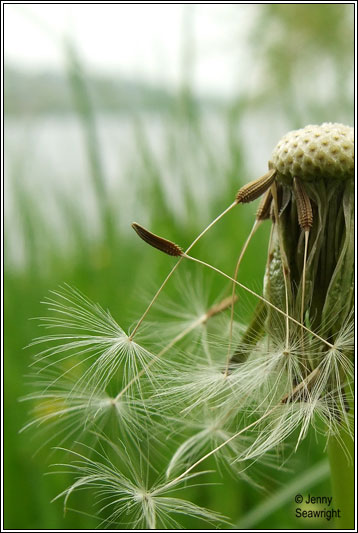 Irish Wildflowers - Dandelion