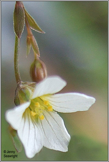 Irish Wildflowers - Fairy Flax