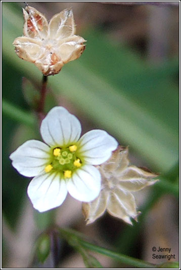 Irish Wildflowers - Fairy Flax