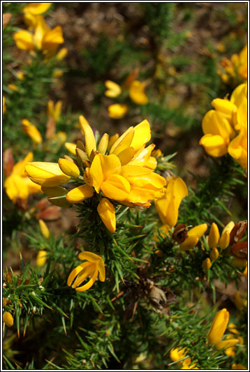 Irish Wildflowers - European Gorse