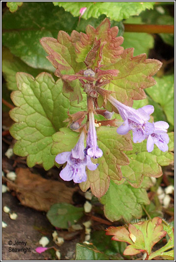 Irish Wildflowers - Ground-ivy