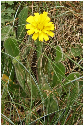 Irish Wildflowers - Lesser Hawkbit