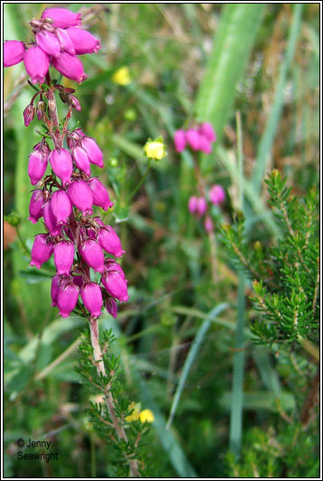 Irish Wildflowers - Bell Heather