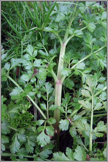 Irish Wildflowers - Hemlock Water-dropwort