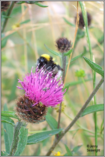 Irish Wildflowers - Common Knapweed