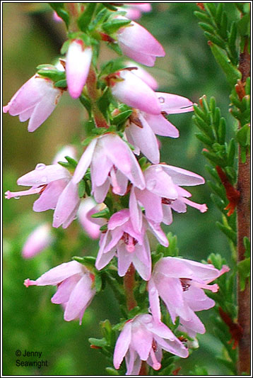 Irish Wildflowers - Ling