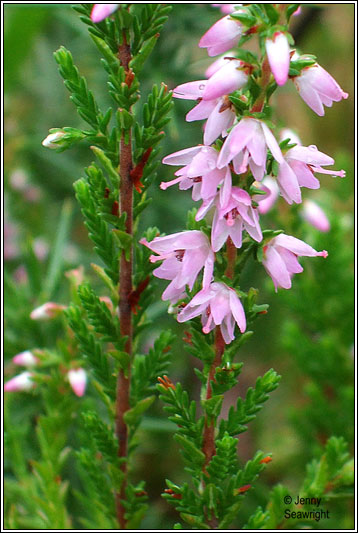 Irish Wildflowers - Ling