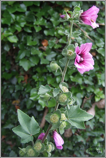 Irish Wildflowers - Tree-mallow