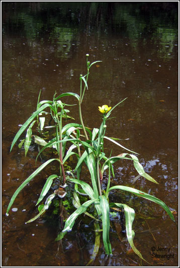 Irish Wildflowers - Greater Spearwort, Ranunculus lingua