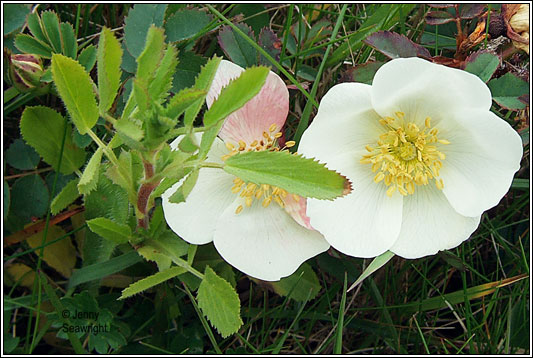 Irish Wildflowers - Burnet Rose, Rosa spinosissima