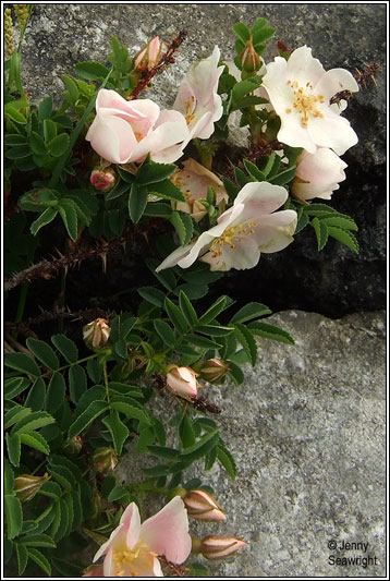 Irish Wildflowers - Burnet Rose, Rosa spinosissima