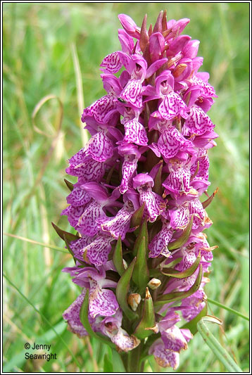 Irish Wildflowers - Irish Marsh-orchid, Dactylorhiza kerryensis