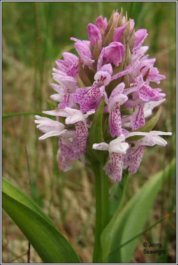 Irish Wildflowers - Irish Marsh-orchid, Dactylorhiza kerryensis