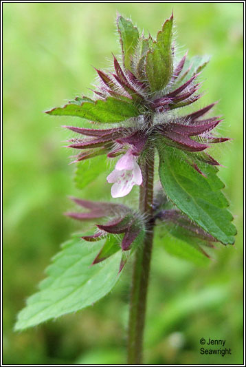 Irish Wildflowers - Field Woundwort, Stachys arvensis