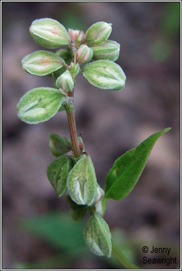 Irish Wildflowers - Black Bindweed, Fallopia convolvulus