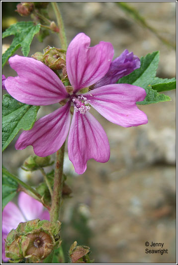 Irish Wildflowers - Common Mallow