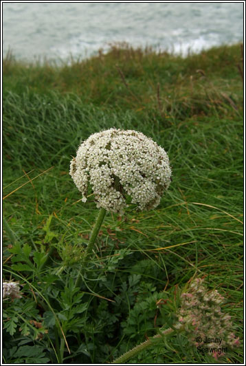 Irish Wildflowers - Sea Carrot, Daucus carota subsp gummifer