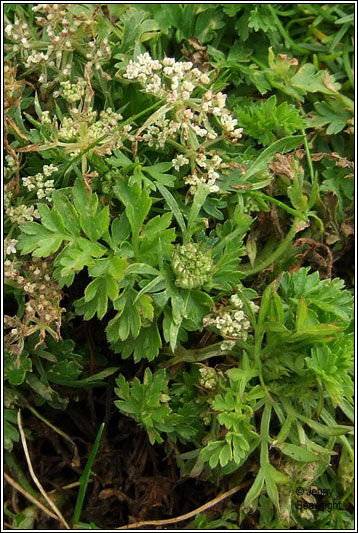 Irish Wildflowers - Sea Carrot, Daucus carota subsp gummifer