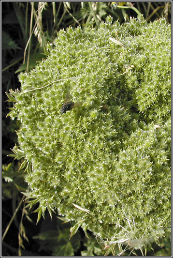 Irish Wildflowers - Sea Carrot, Daucus carota subsp gummifer