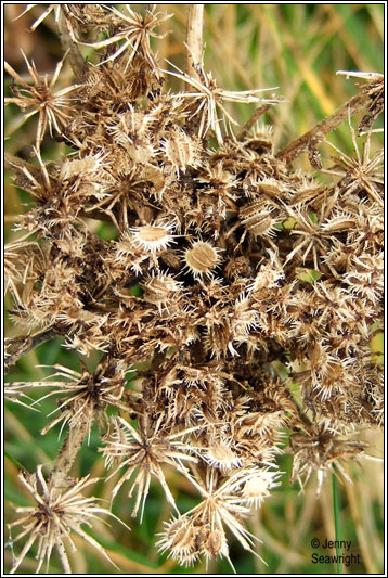 Irish Wildflowers - Sea Carrot, Daucus carota subsp gummifer