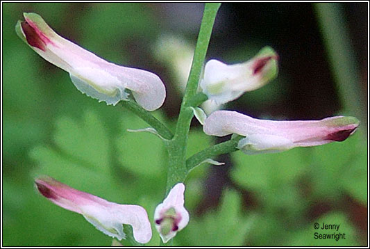 Irish Wildflowers - Common Ramping-fumitory, Fumaria muralis