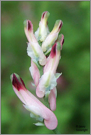 Irish Wildflowers - Common Ramping-fumitory, Fumaria muralis